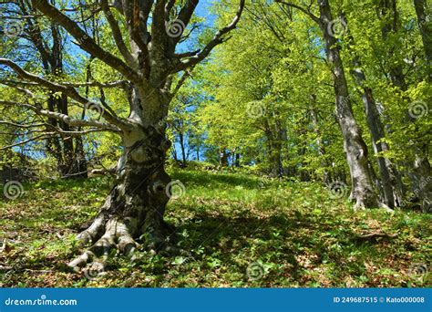 Beech Fagus Sylvatica Decidous Broadleaf Temperate Forest Royalty