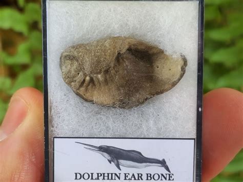 Dolphin Ear Bone 03
