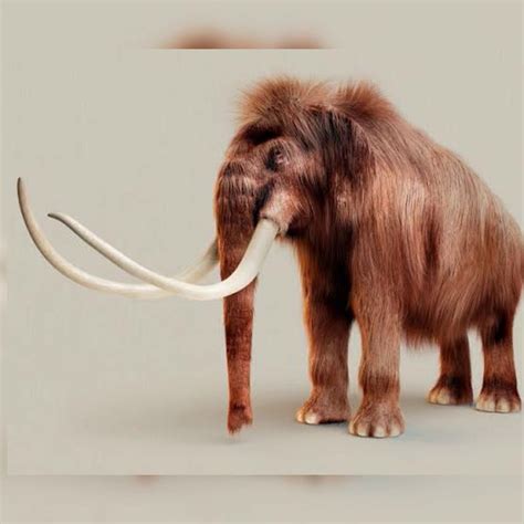 Woolly Mammoth The Ice Age Elephant Video Dailymotion