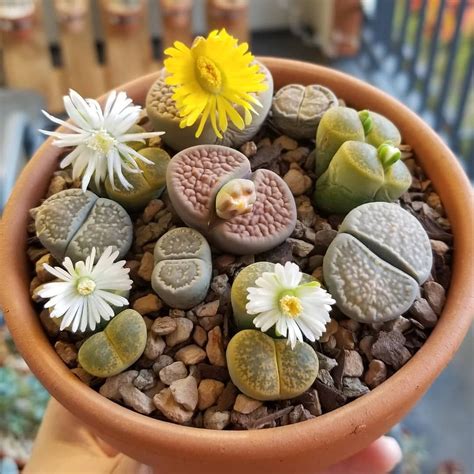 Lithops Living Stones Live Cactus Easy To Grow Succulents Lithops