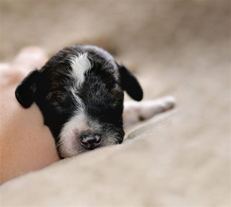 Fox Run Farm Meet Olaf Olaf Is A Gorgeous Sable Parti Facebook