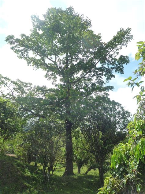 Mastate Lorbeerbaum Regenwald Baumpatenschaften Ein Originelles