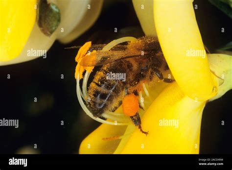 Whiplash Pollination By The Honey Bee Apis Mellifera Of A Scotch