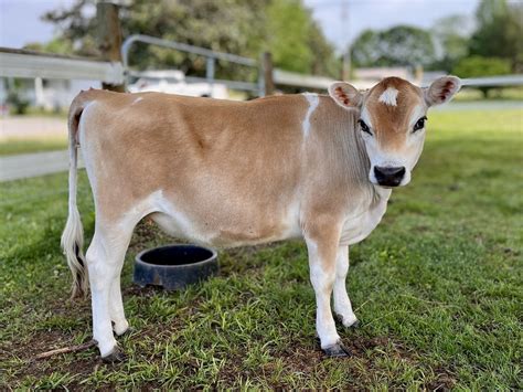 Tin Stone Cattle Co Quality Mini Jerseys