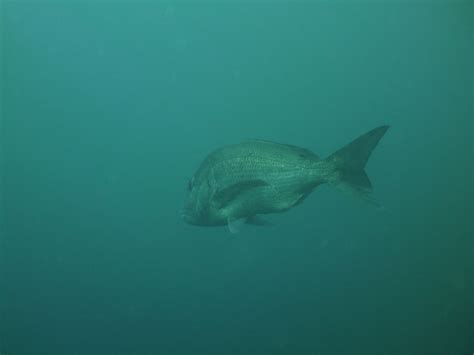 西川名海況速報水中は快適です！！