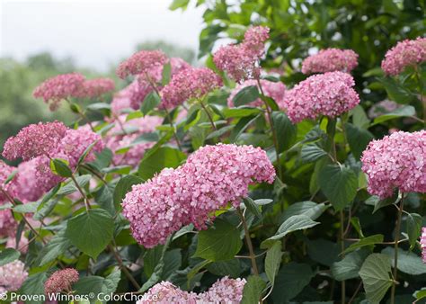 Invincibelle® Spirit Ii Smooth Hydrangea Hydrangea Arborescens Proven Winners
