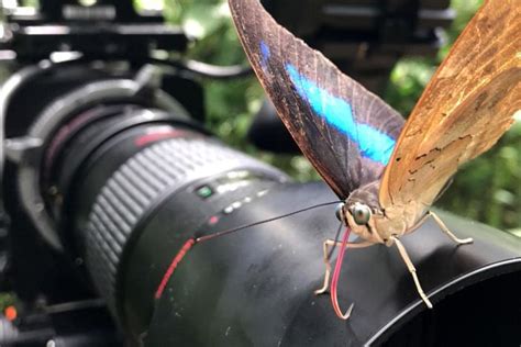 Sex Lies And Butterflies Georgia Public Broadcasting