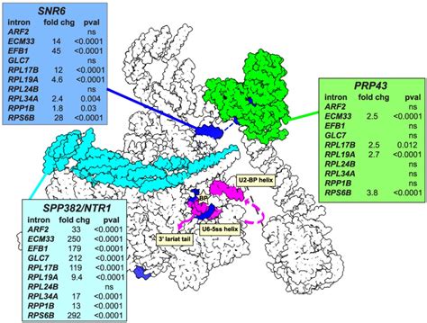 Intron Lariat Spliceosomes Convert Lariats To True Circles