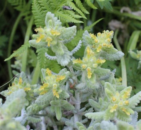 Teucrium Polium Staudenfreunde