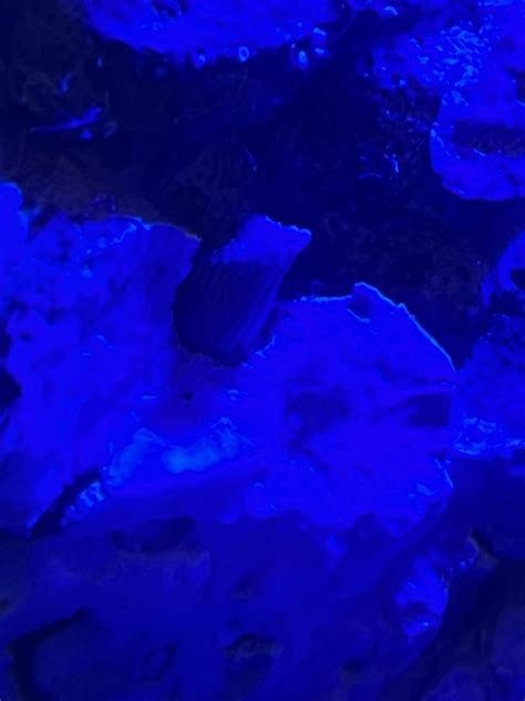 Need Help With Clam Identification Reef2reef