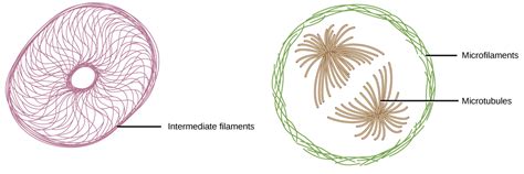 Simple Cytoskeleton Drawing