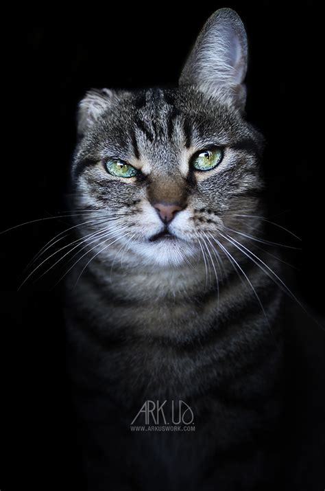 Buddy By Arkus83 On Deviantart