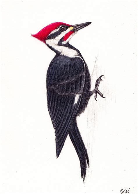 Woodpecker Drawing Easy At Robert Printz Blog