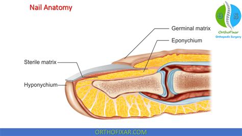 Nail Bed Repair Techniques Supplies And Recovery Guide