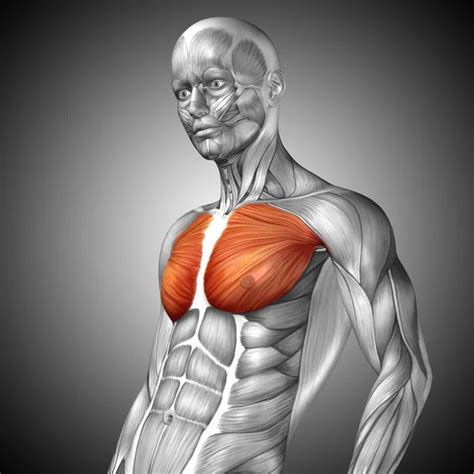 Anatomía Humana Pecho