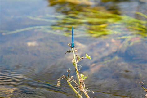 รูปภาพlibelinha เลือกดูภาพถ่ายสต็อก เวกเตอร์ และวิดีโอ102 Adobe Stock