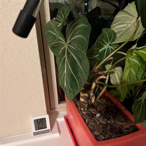 Philodendron Gloriosum Dark Form Small Size Growers Choice Free