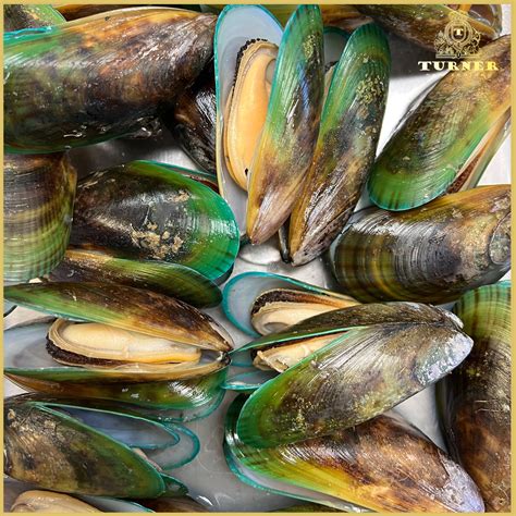 Green Mussels Green Half Shell Mussels Jack Hook Seafood