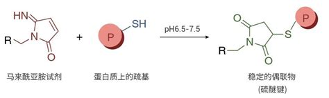 超级干货：蛋白抗体标记 Medchemexpress 知乎