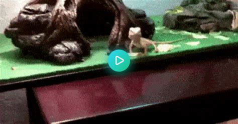 Hey Lizard Oh Hi Huuuuman Album On Imgur