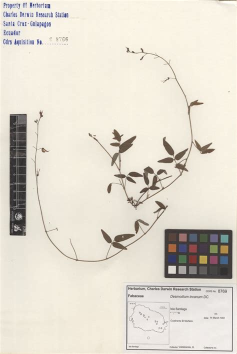 Desmodium Incanum