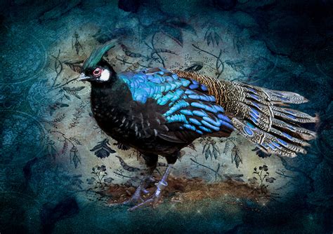 Palawan Peacock Pheasant On Behance
