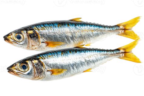 Two Raw Mackerel Fish With Silver Skin And Yellow Fins Cut Out
