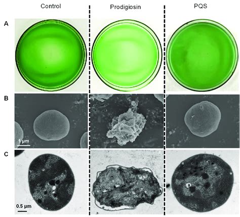 Algicidal Activity Of Prodigiosin And 2 Heptyl 3 Hydroxy Quinolone