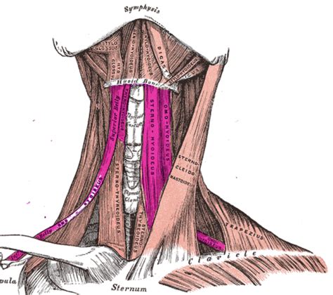 Infrahyoid Muscles Diagram Diagram Quizlet
