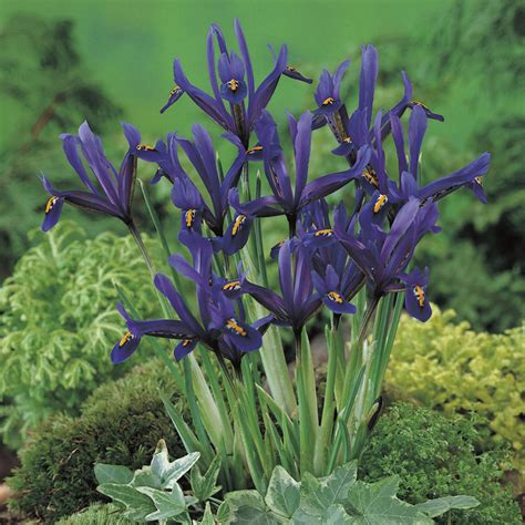 Shop Spring Iris Collection J Parkers