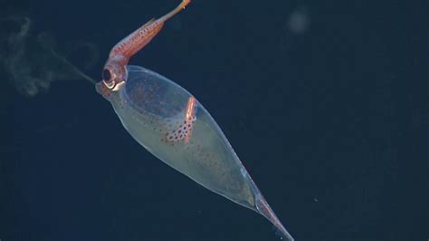 Scitech Now 324 Scitech Now Thirteen New York Public Media