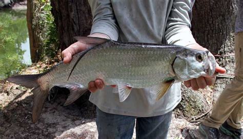 Tarpon Fishing Guide — How To Catch Megalops Atlanticus