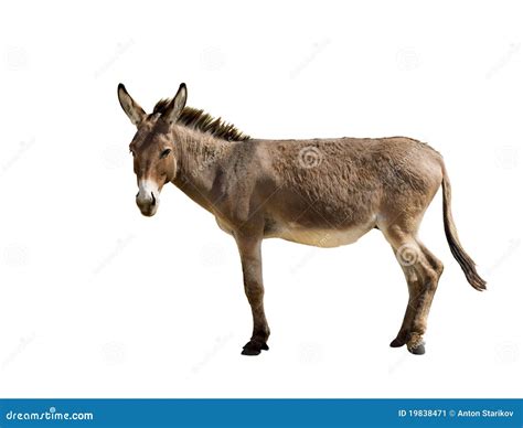 Donkey Stock Image Image Of Background Farm Horizontal 19838471