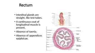 Rectum Gross Anatomy And Histology Pptpptx