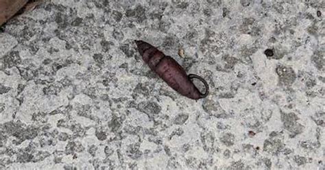 Crazy Looking Bug Album On Imgur