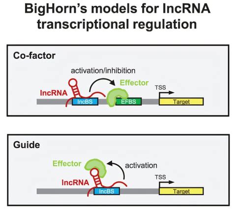 Long Non Coding Rnas Reveal An Unexpected Way To Regulate Gene Expression