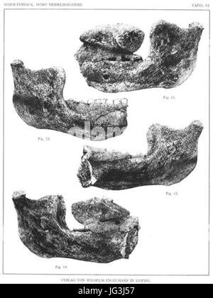 Homo Heidelbergensis This Species Of Early Human Was First Discovered