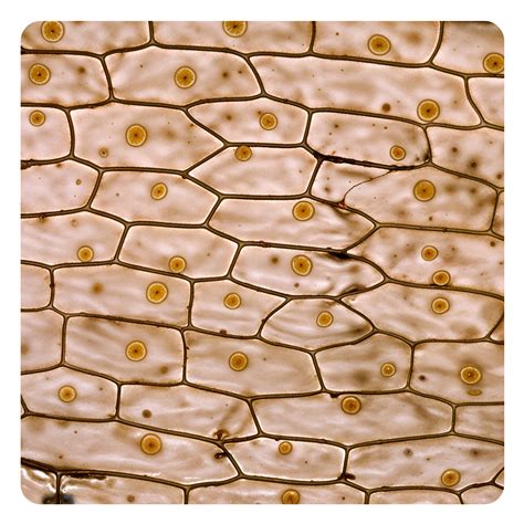 Optical Microscopes Aqa A Level Biology