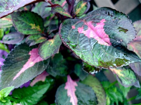 Perilla Frutescens Identification Health Benefits Uses Invasive
