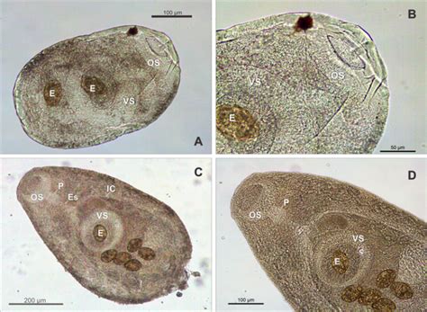 What Is The Difference Between Monogenea And Digenea Compare The Difference Between Similar Terms