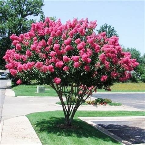 El árbol Ideal Para Banquetas Que Le Dará Sombra A Tu Casa Crece
