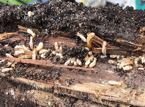 The Ultimate Guide To White Ant Signs How To Spot A Termite
