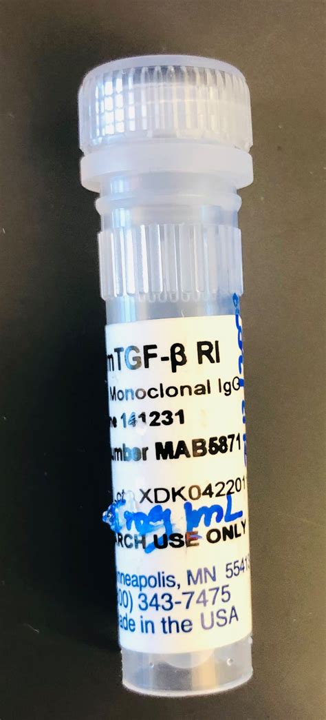 Good Tgf Beta Ri Alk 5 Antibody For Western Blot Biocompare Antibody Review