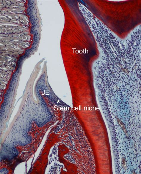 Regulation Of The Junctional Epithelium Stem Cell Niche A New Stem