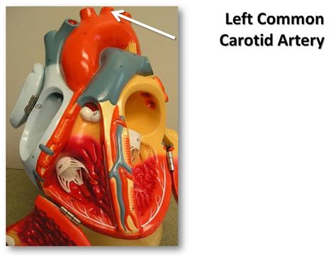 Left Common Carotid Artery Anterior View The Anatomy Of The Heart