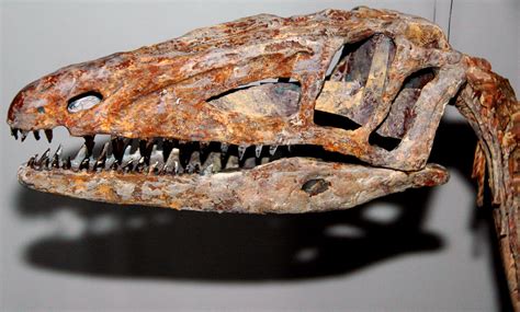 Coelophysis Fossil