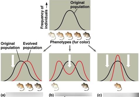 Marcro And Microevolution Unit 1 Bio 210b Diagram Quizlet