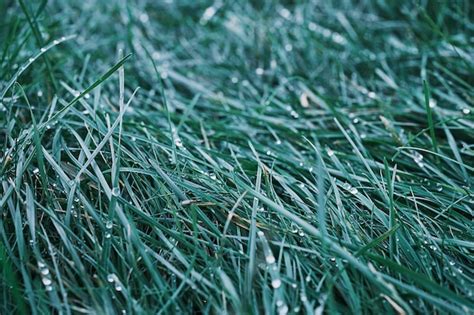 Is It Bad To Cut Grass Before A Freeze Robert Heslip Blog