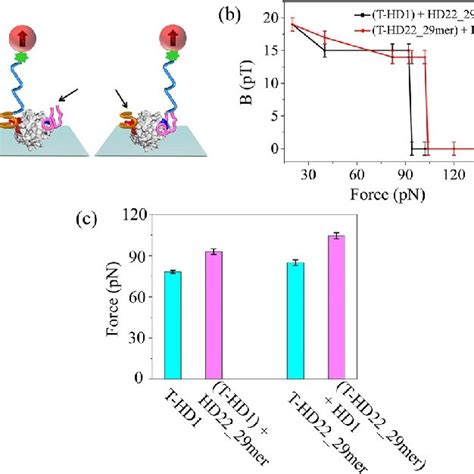 Measurement Of The Binding Forces Of Monovalent And Bivalent