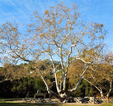 California Sycamore Santa Barbara Beautiful